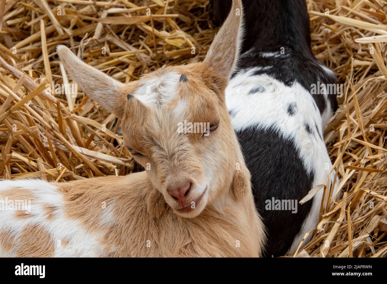 Juvenile goats hi-res stock photography and images - Alamy