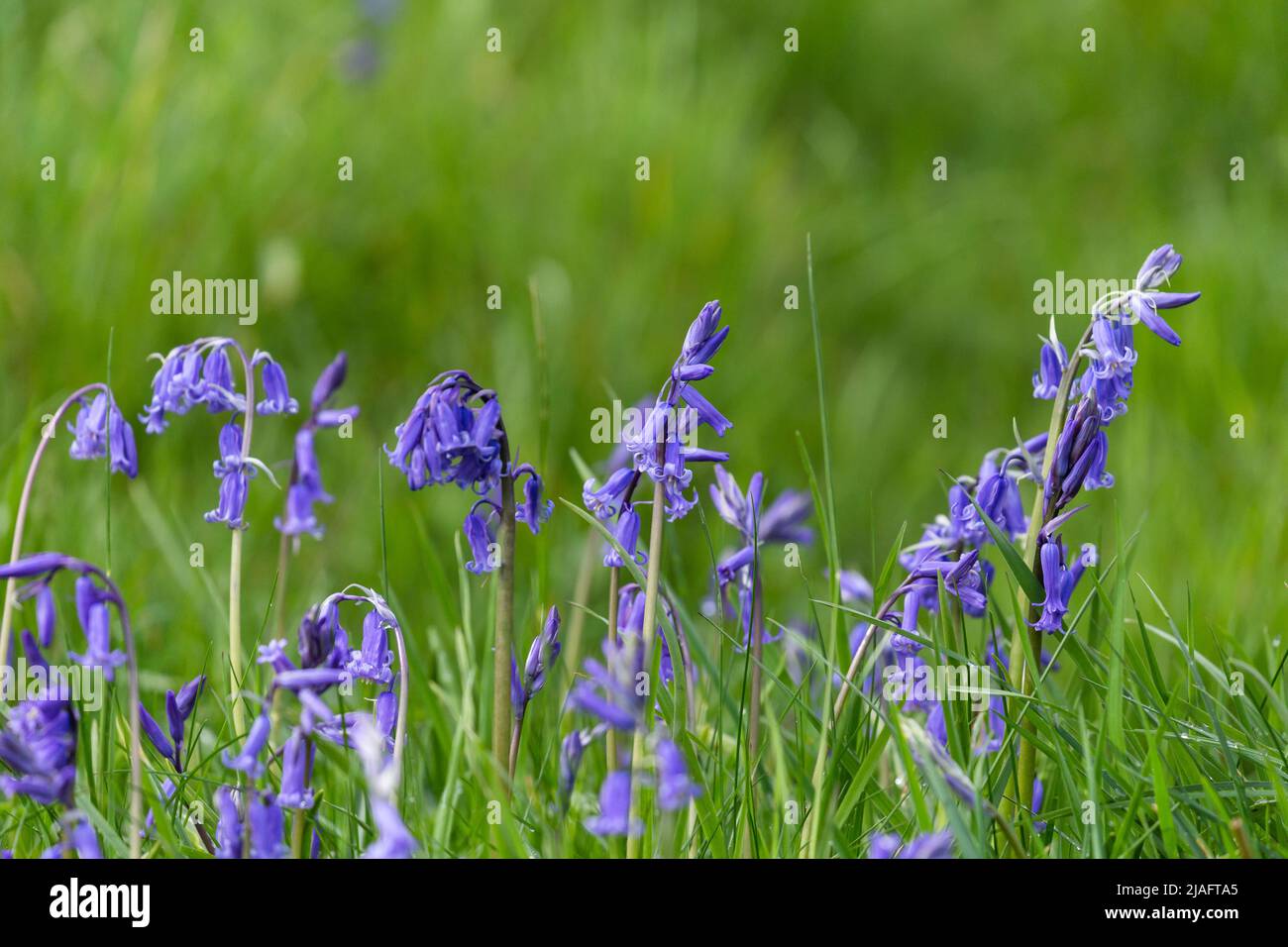 Bluebell border with negative space hi-res stock photography and images ...