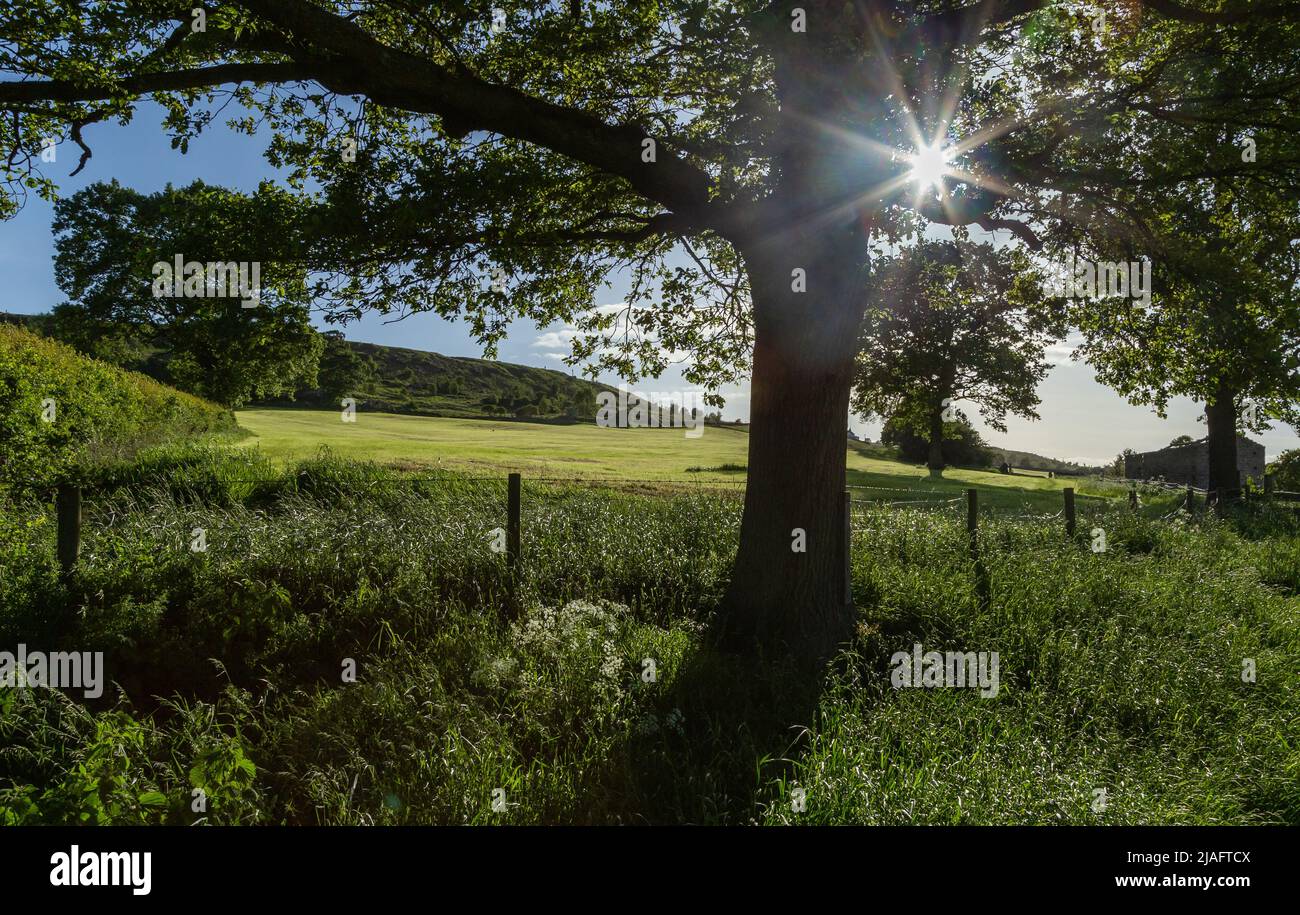 Light filtered through trees hi-res stock photography and images - Alamy