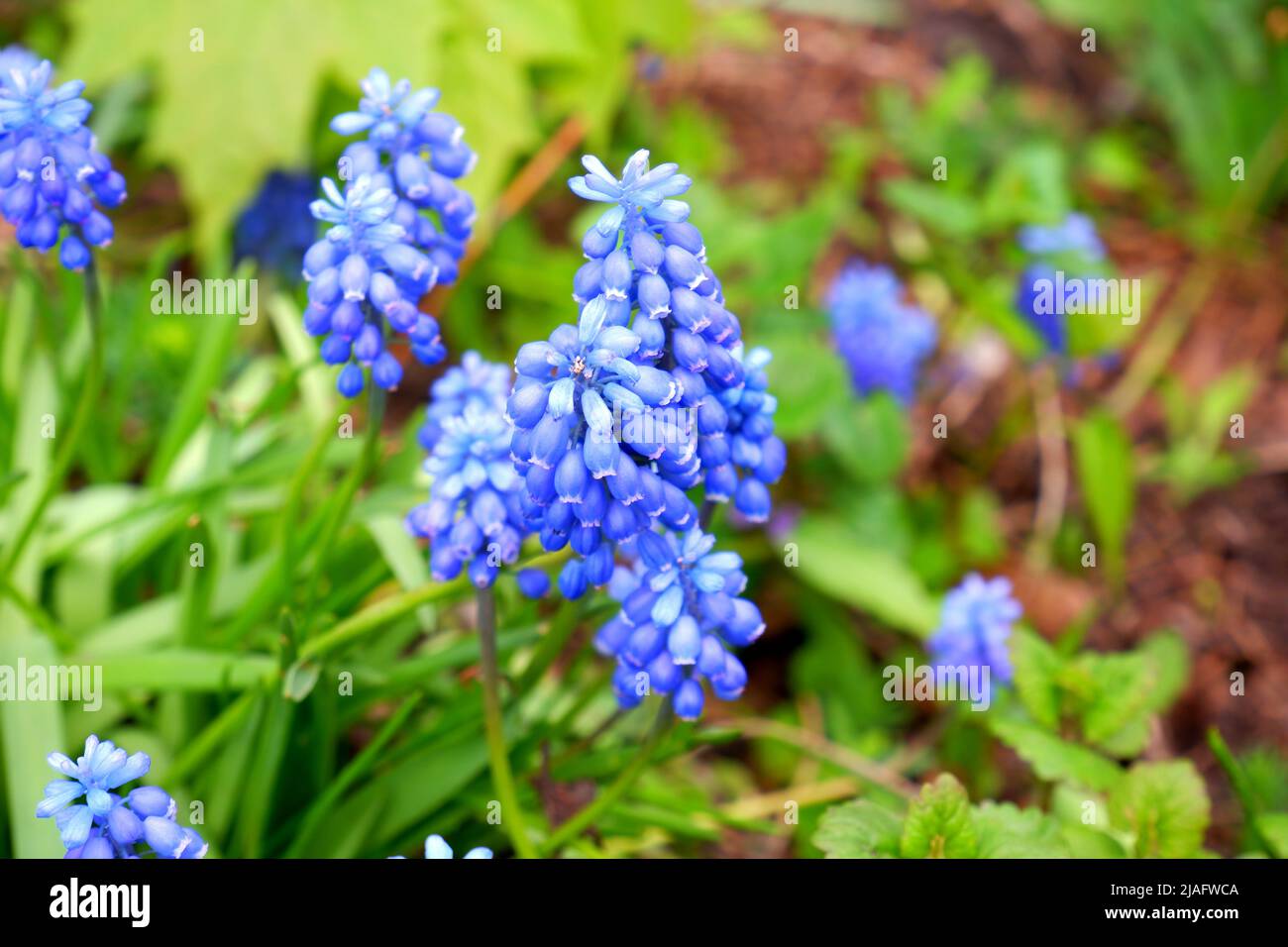 Beautiful blue flowers close up Stock Photo - Alamy