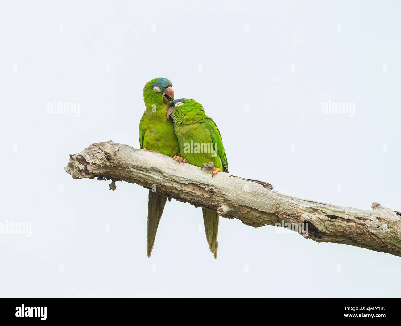 Blue crowned parakeet hi-res stock photography and images - Alamy