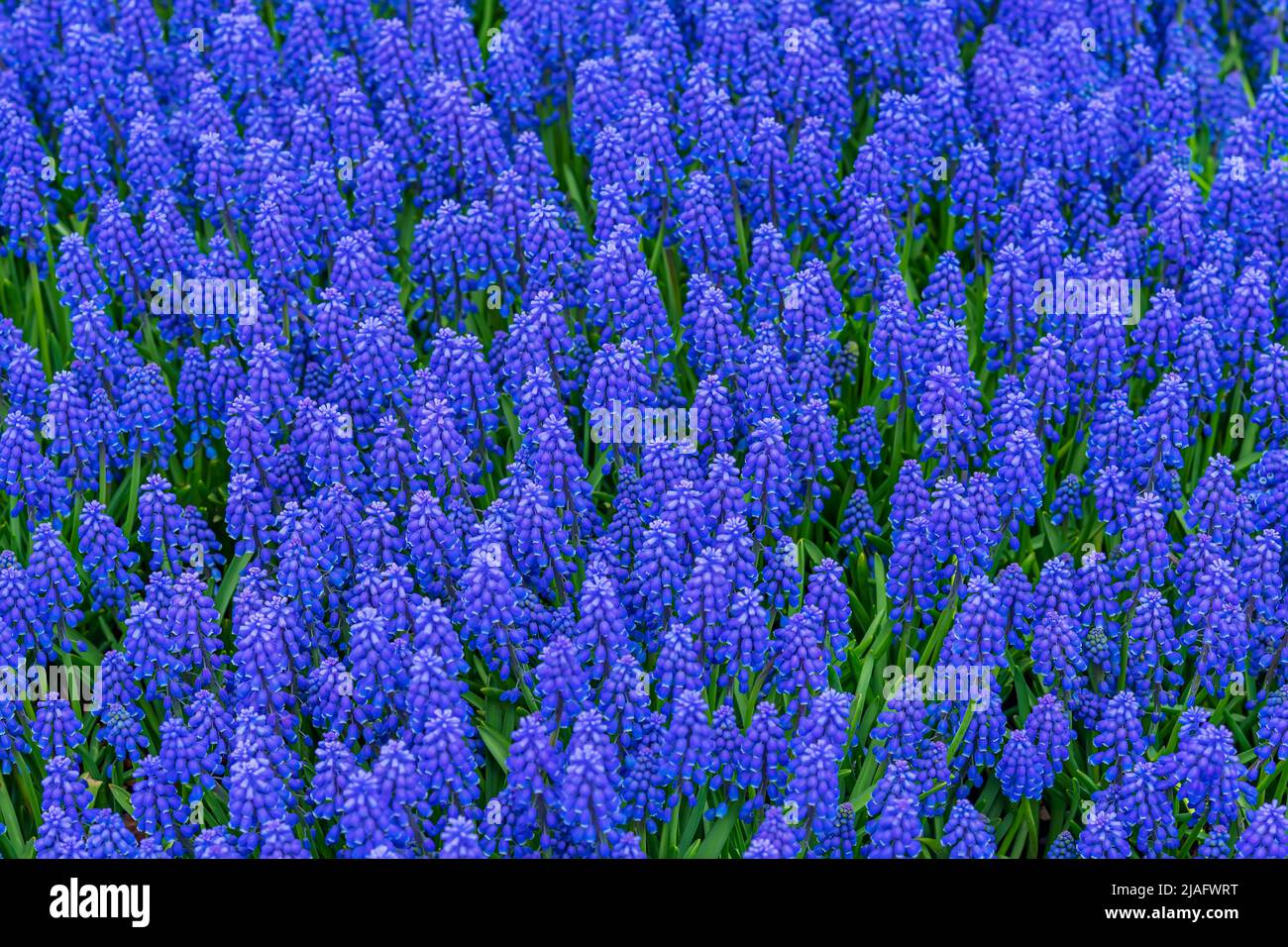 Muscari, blue flowers, top view, bright spring blue background Stock ...
