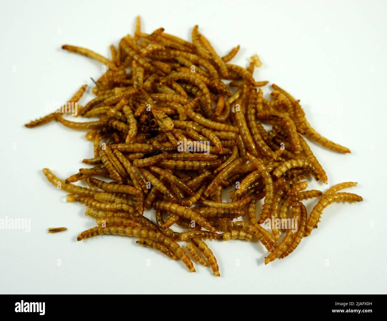 Dried mealworms hi-res stock photography and images - Alamy