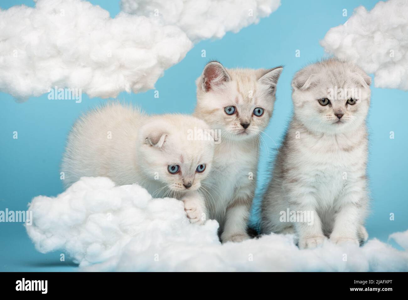 Three Scottish kittens look at the cotton clouds on a blue background ...