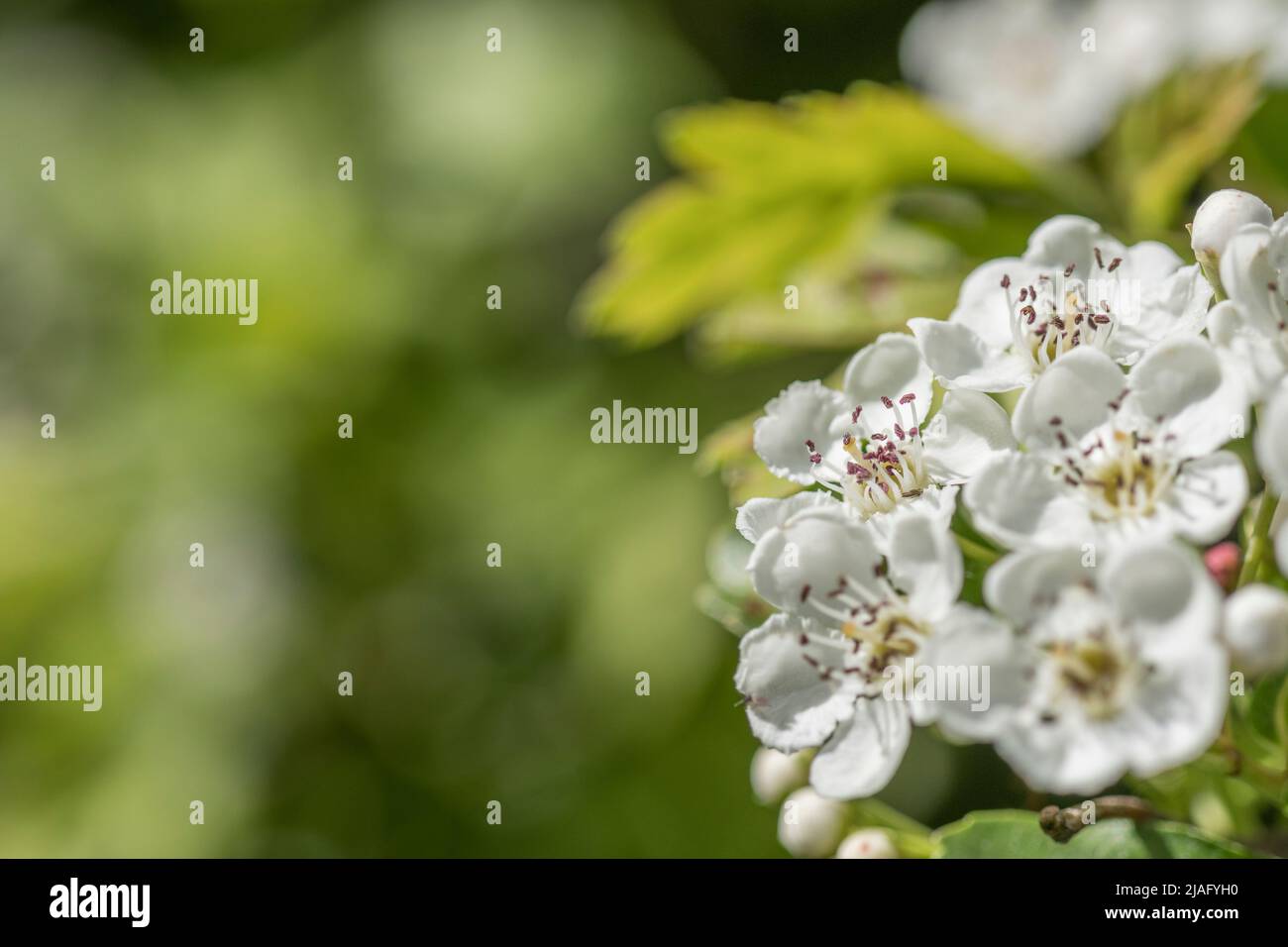 épine blanche hi-res stock photography and images - Alamy