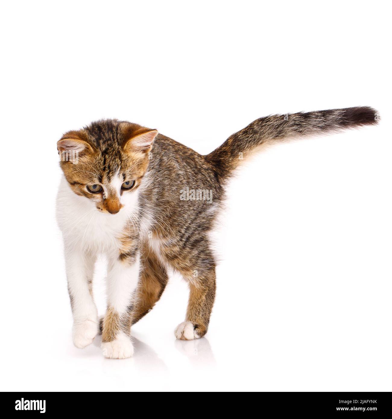 Concentrated small domestic kitten with brown and white fur watching ...