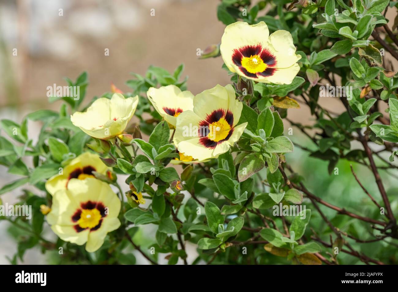 x Halimiocistus wintonensis 'Merrist Wood Cream'. Winton rock rose ...