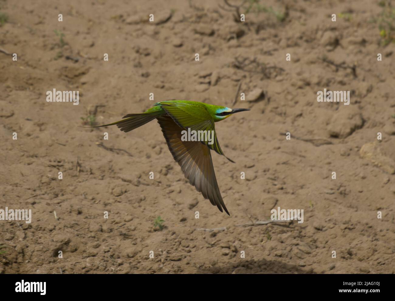 The blue-cheeked bee-eater (Merops persicus) is a near passerine bird ...
