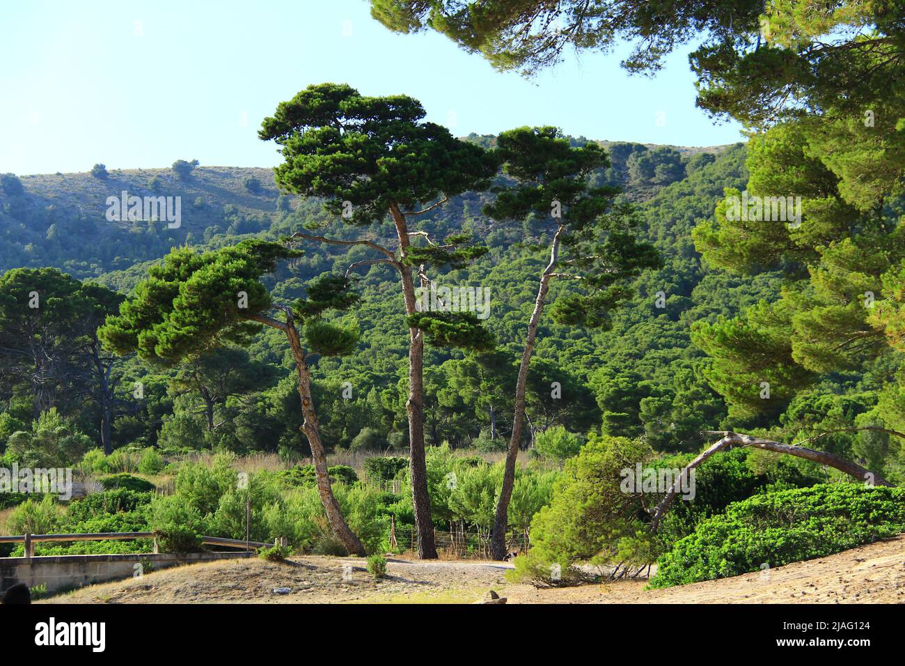 Beautiful tall trees hi-res stock photography and images - Alamy