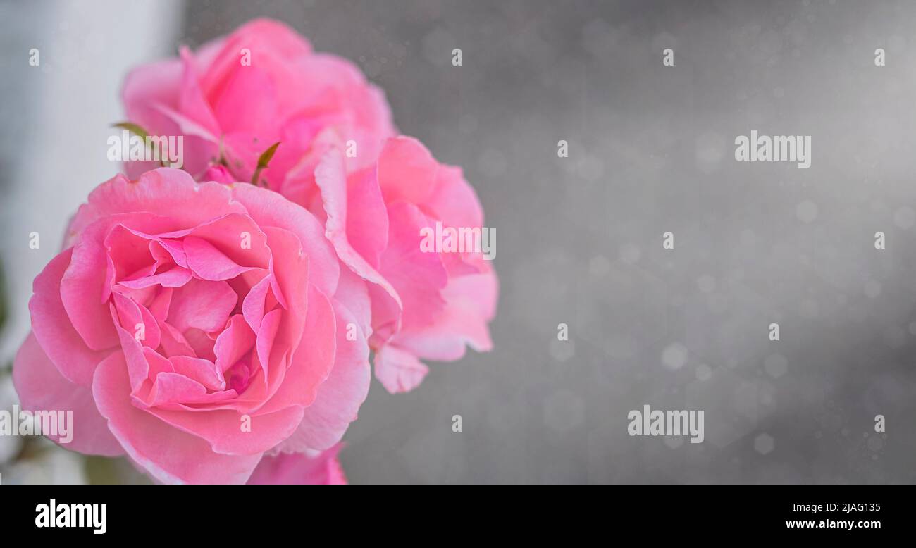 Red rose with grey color background hi-res stock photography and images ...