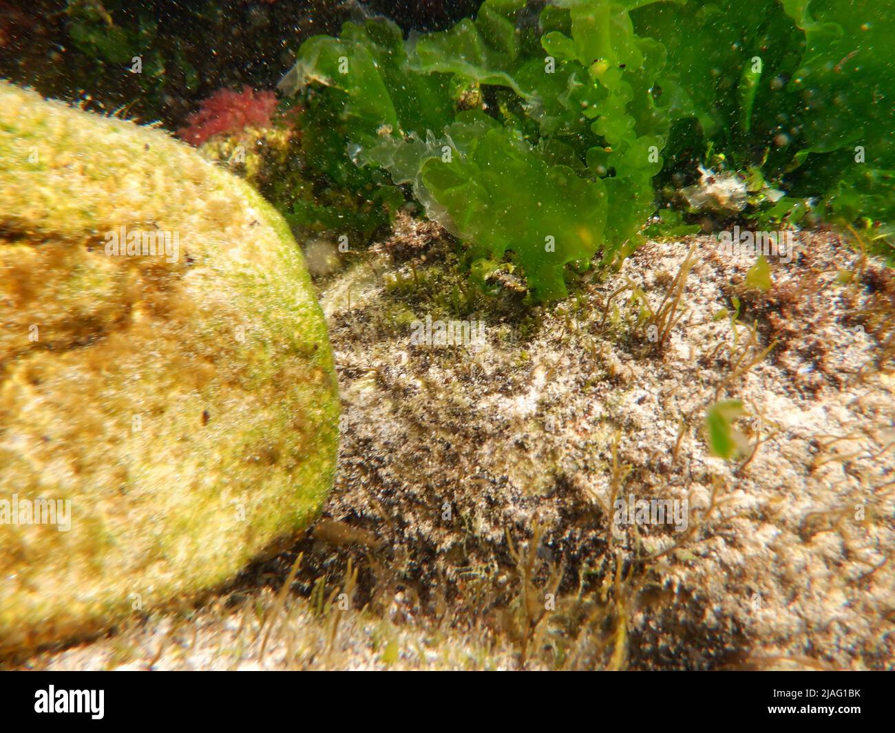 Shrimp and crab on the bottom of Black Sea at the coast of Varna ...