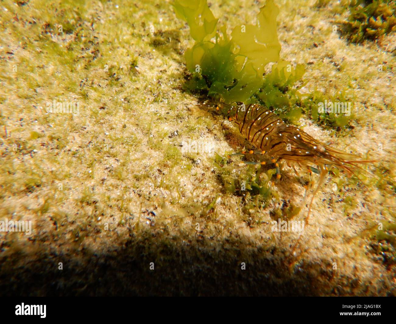 Shrimp and crab on the bottom of Black Sea at the coast of Varna ...