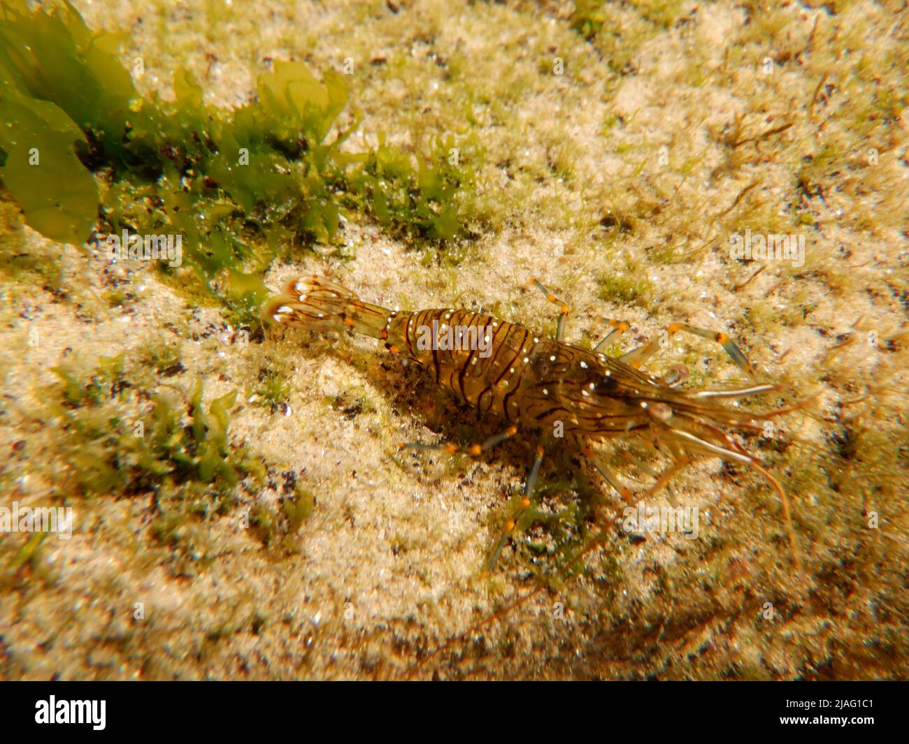 Shrimp and crab on the bottom of Black Sea at the coast of Varna ...