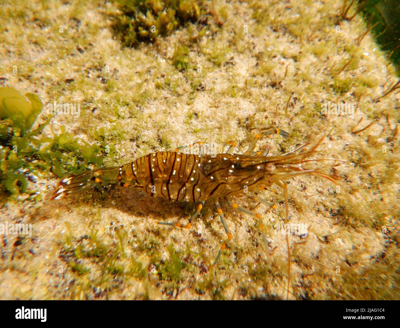 Shrimp and crab on the bottom of Black Sea at the coast of Varna ...
