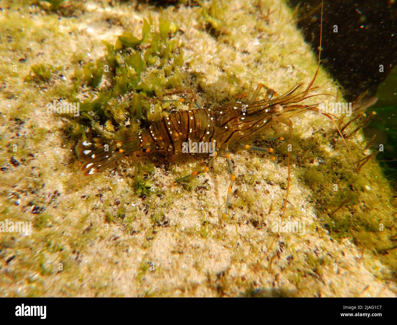 Shrimp and crab on the bottom of Black Sea at the coast of Varna ...