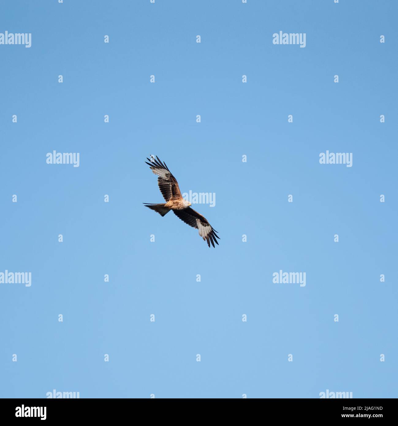 Beautiful image of Marsh Harrier Circus Aeruginosus raptor in flight ...