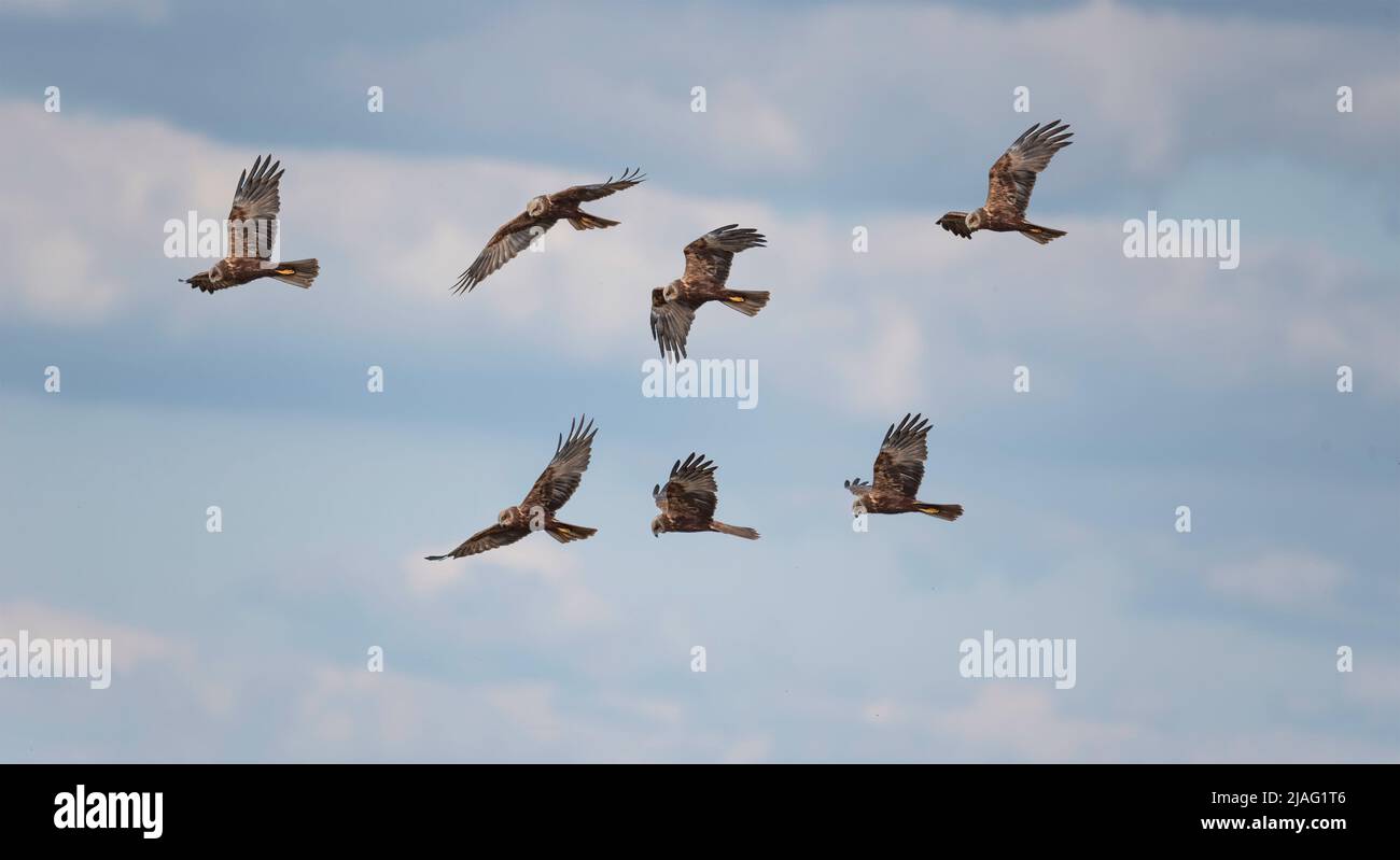 Beautiful image of Marsh Harrier Circus Aeruginosus raptor in flight ...
