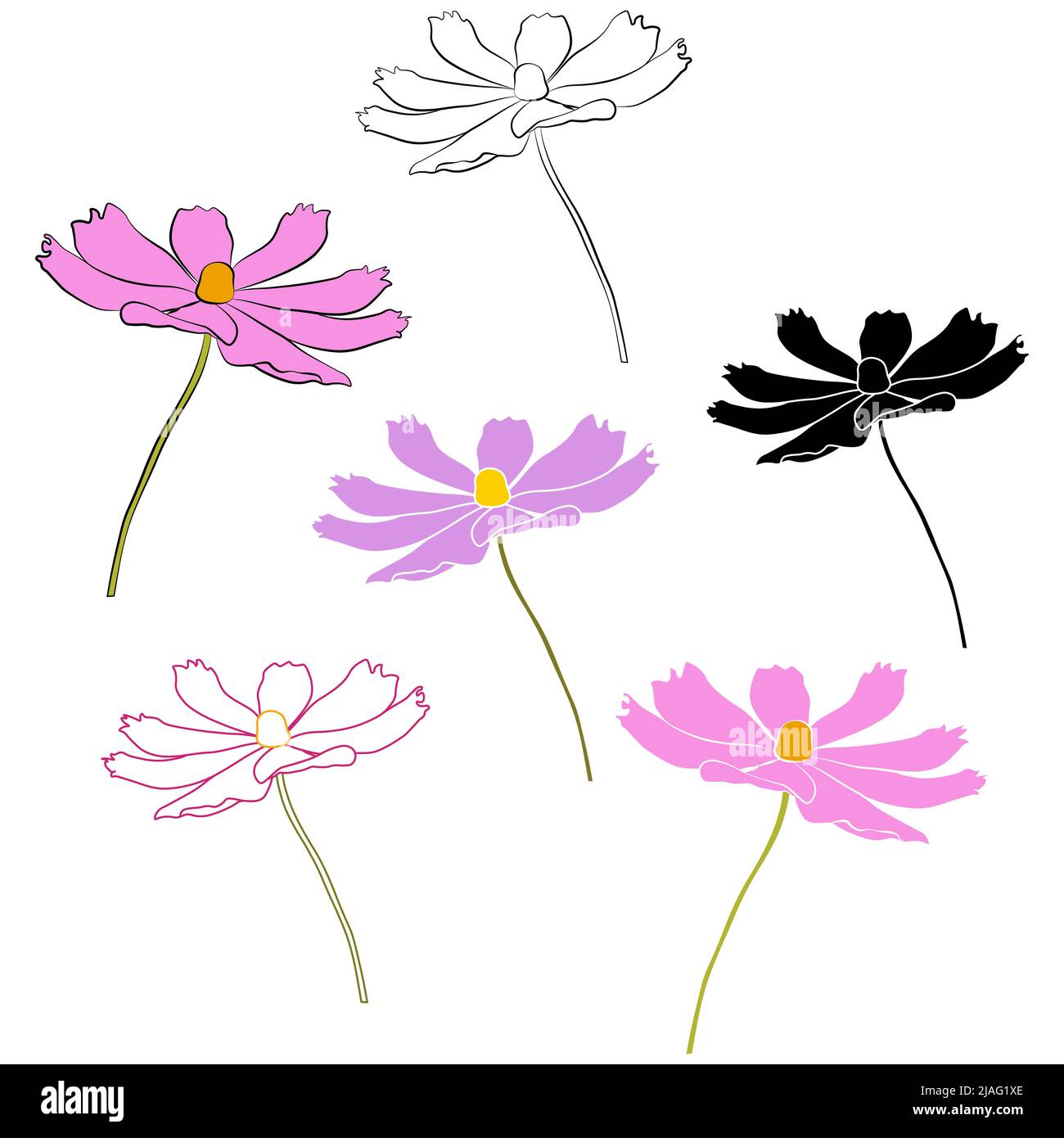 Set of cosmos flower branch vector illustration isolated on white ...