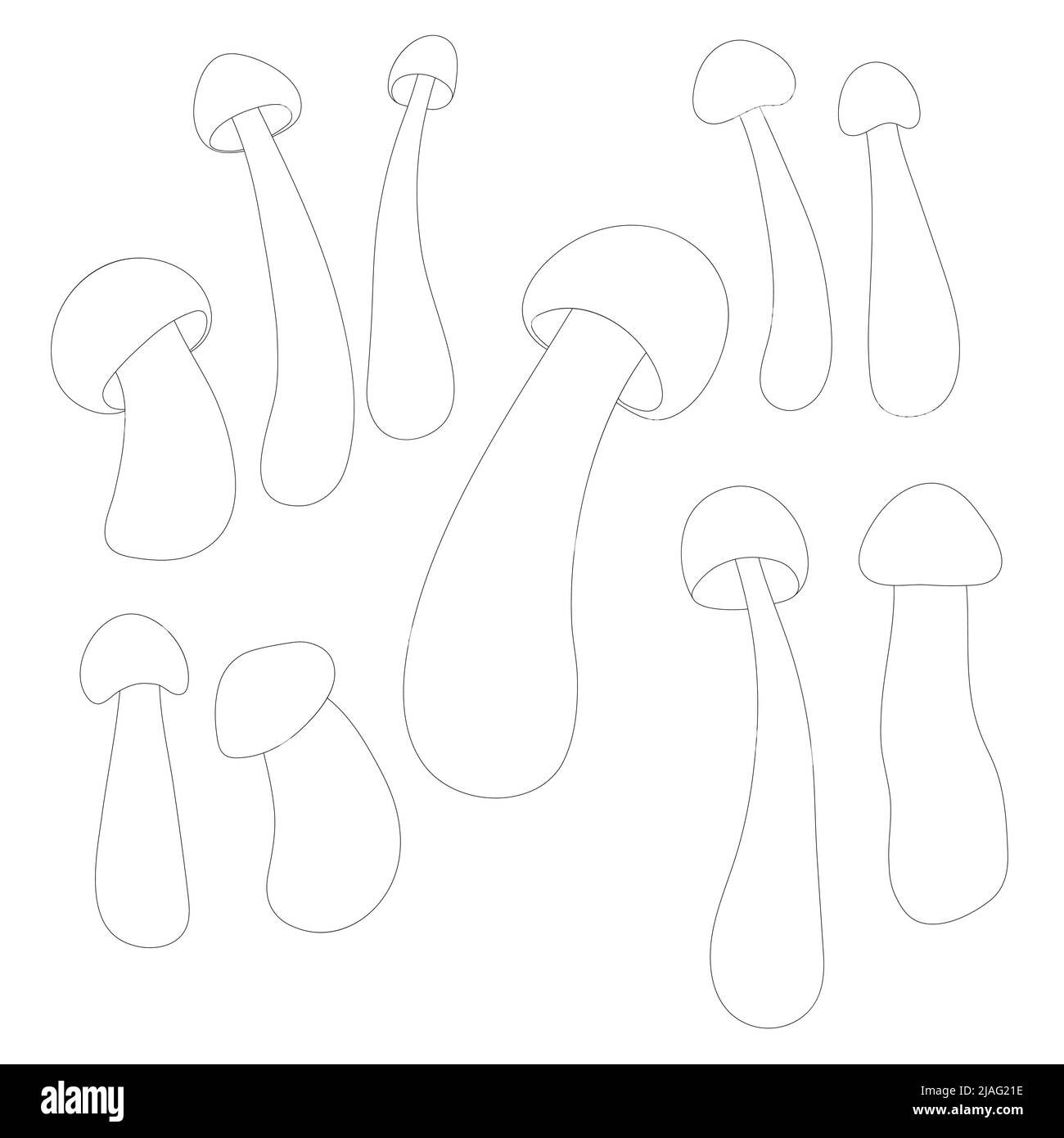Mycelium of fungi Black and White Stock Photos & Images - Alamy
