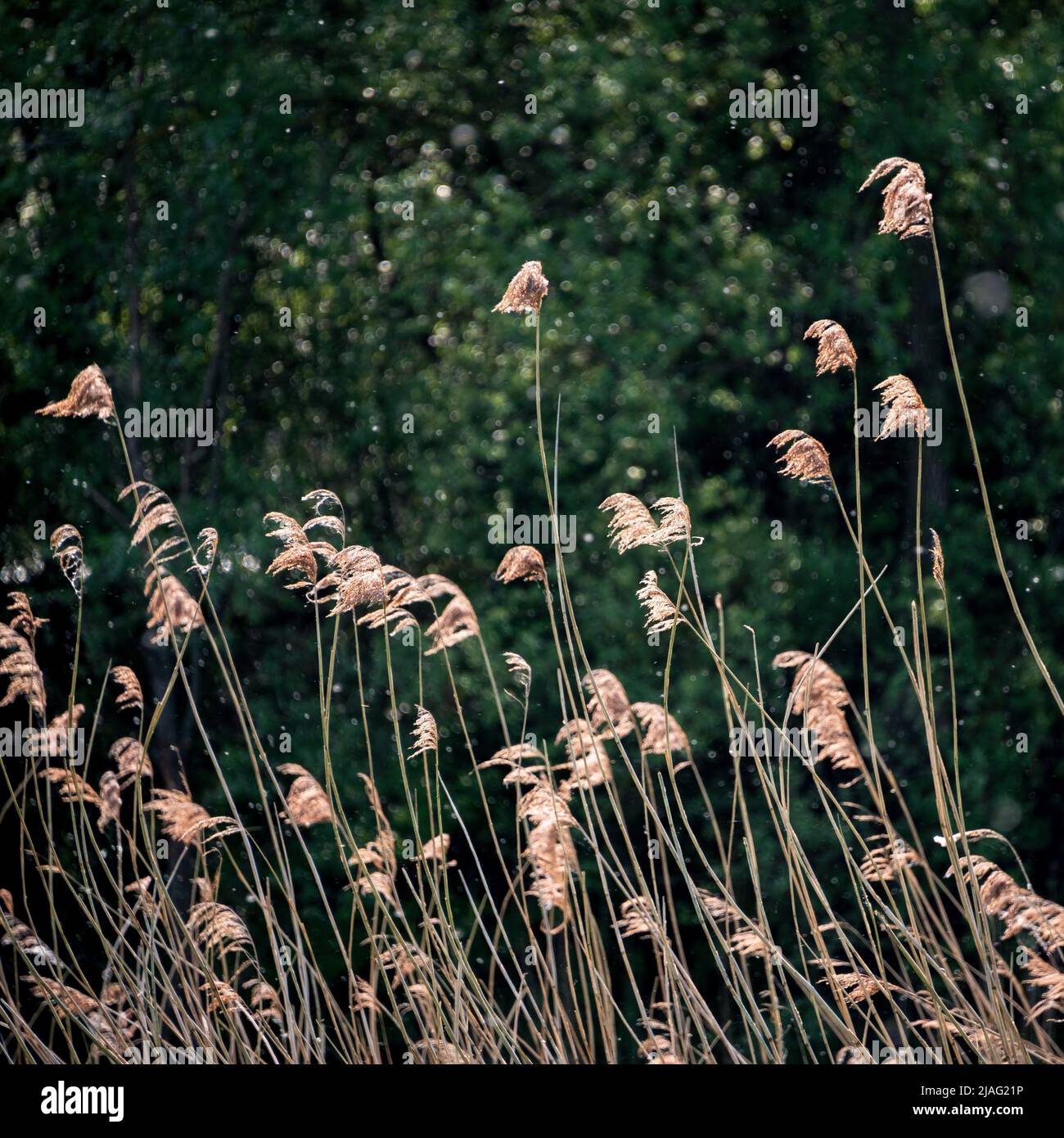 Beautiful Summer feel landscape of sunset over reed beds in Somerset ...