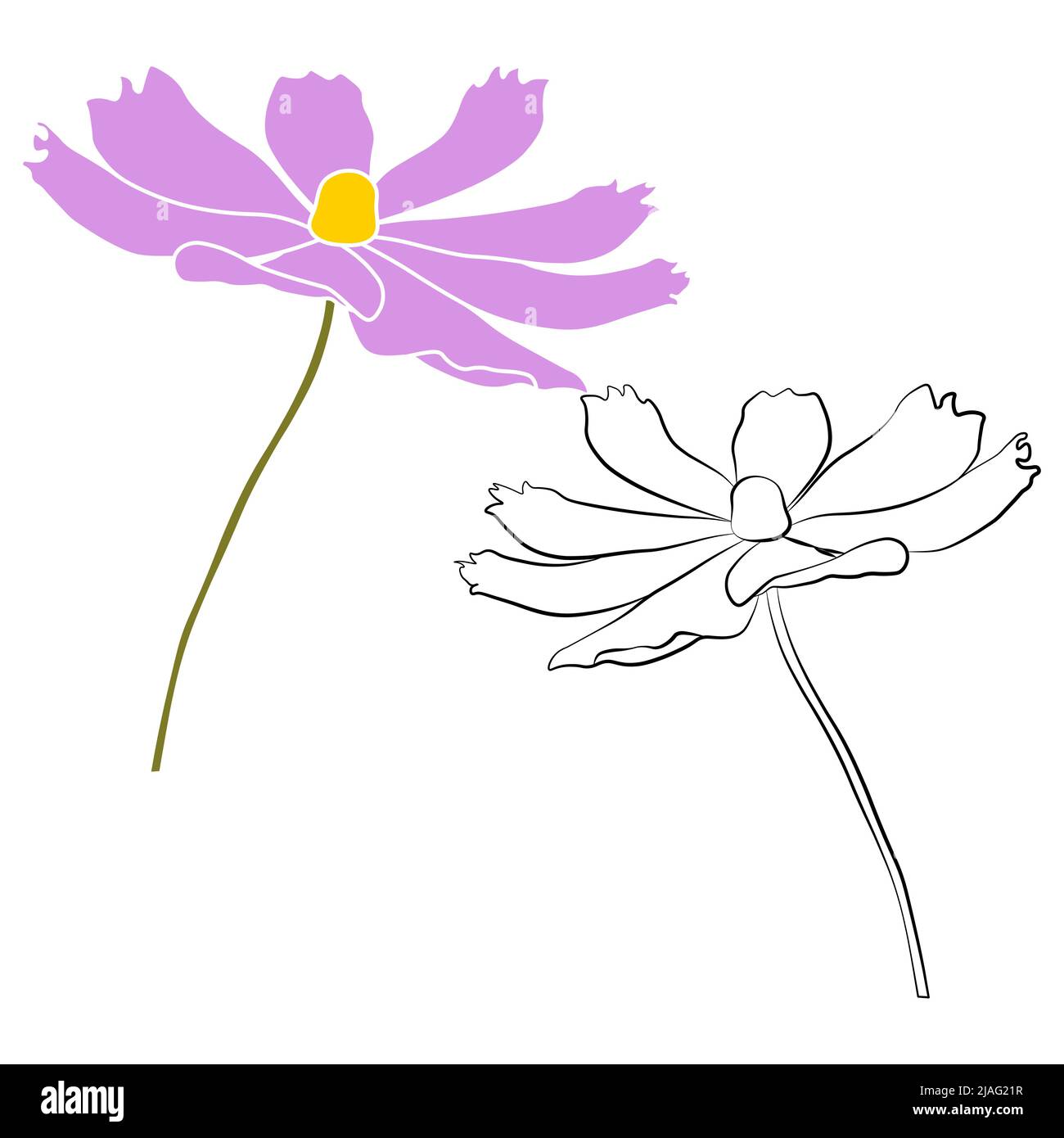 Set of cosmos flower branch vector illustration isolated on white ...