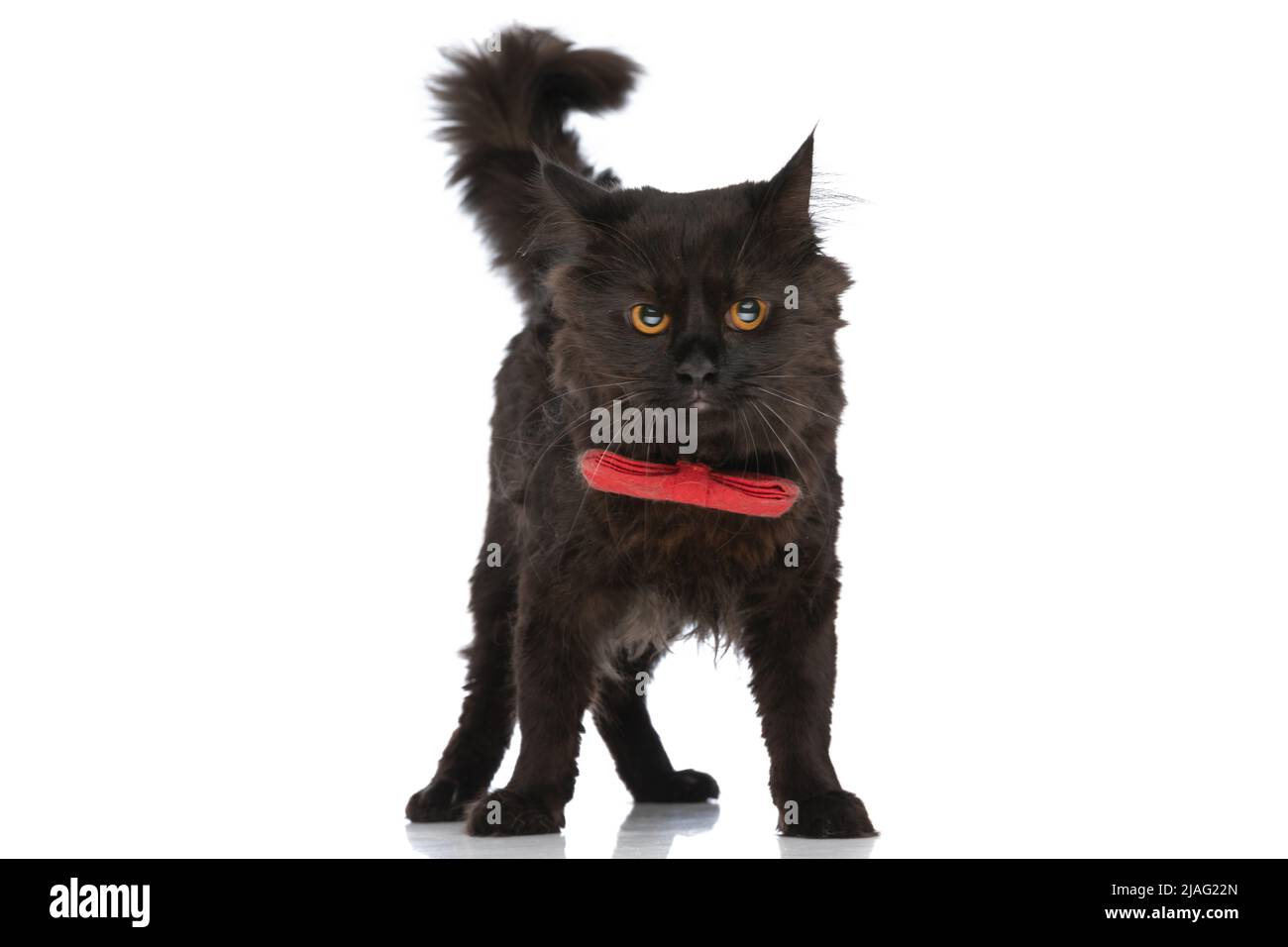 sweet metis cat with black fur is taking the attack stance and wearing ...