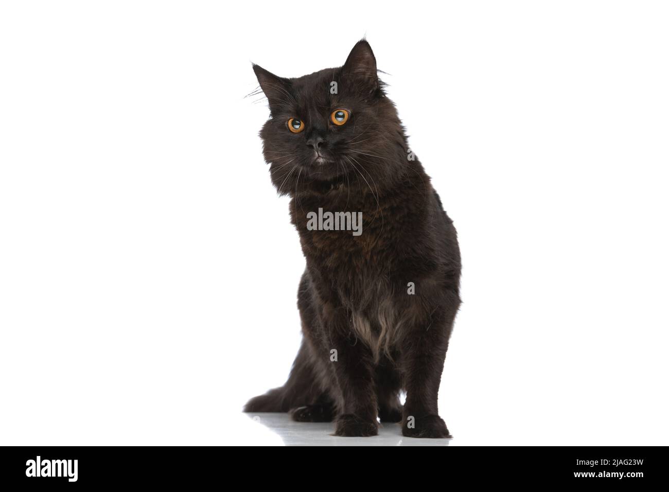 cute metis cat with black fur is looking away, intrigued of what he ...