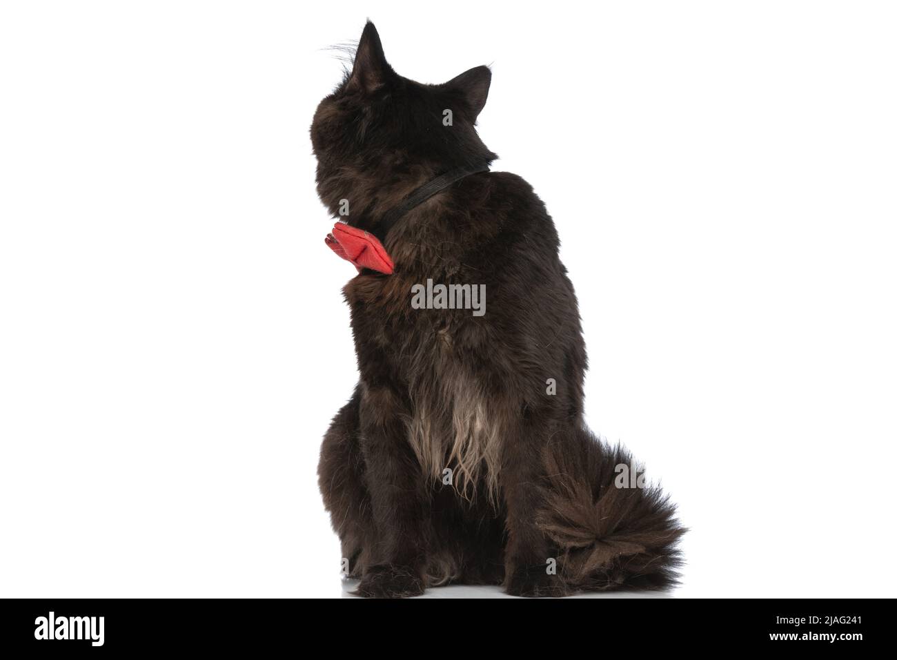 adorable metis cat with black fur is looking behind her and wearing a ...