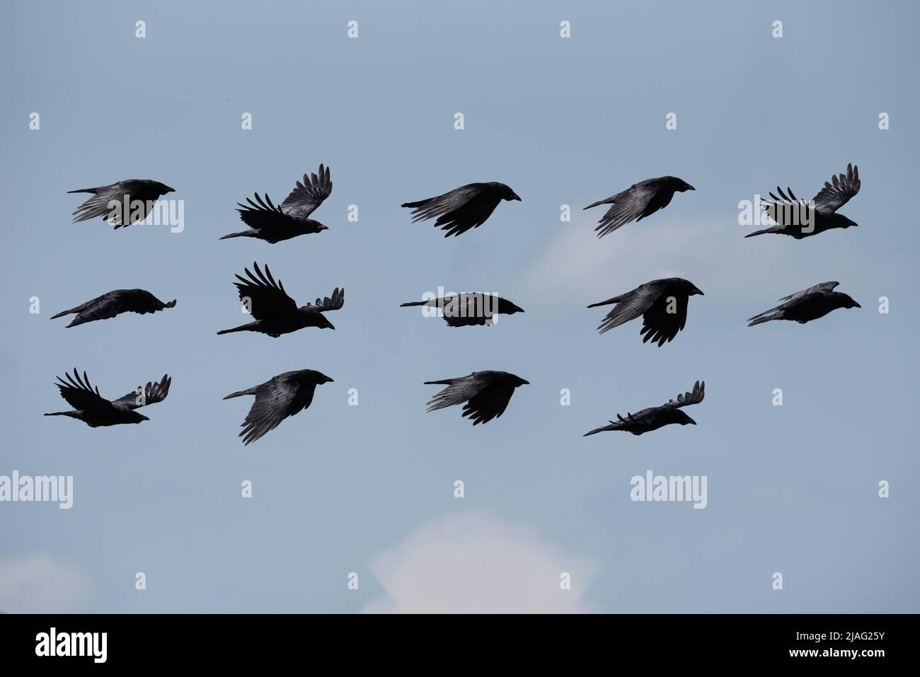 Composite compilation image of Carrion Crow Corvus Corone in flight ...