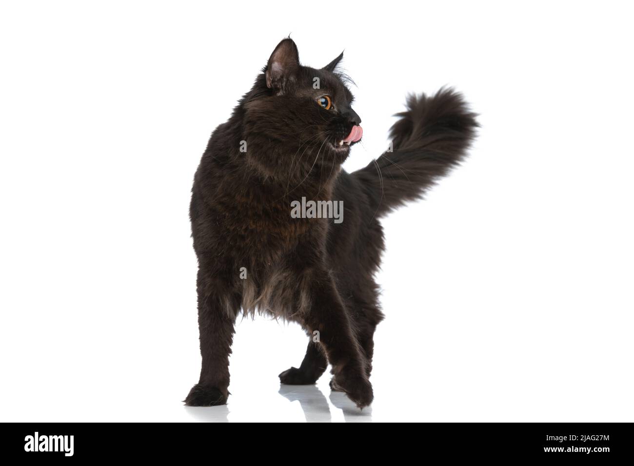 small metis cat with black fur is looking to side and being hungry for ...