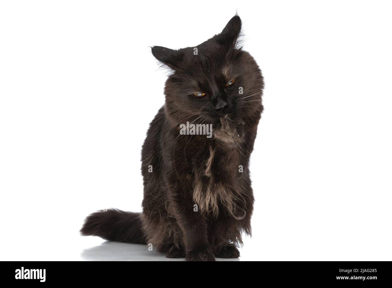 malefic metis cat with black fur is licking her paw and preparing a ...