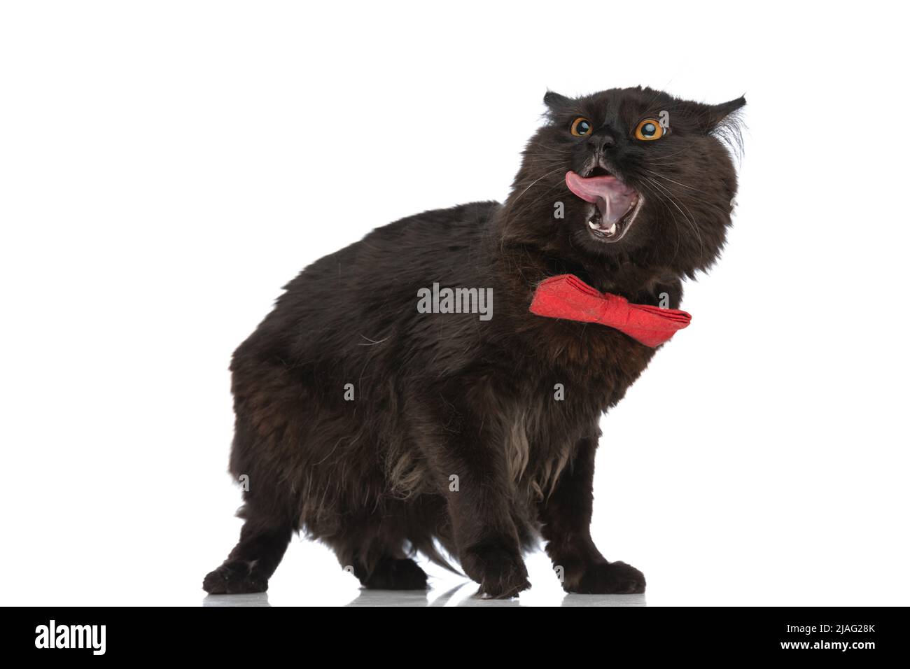 adorable metis cat with black fur is sticking out tongue like a madman ...