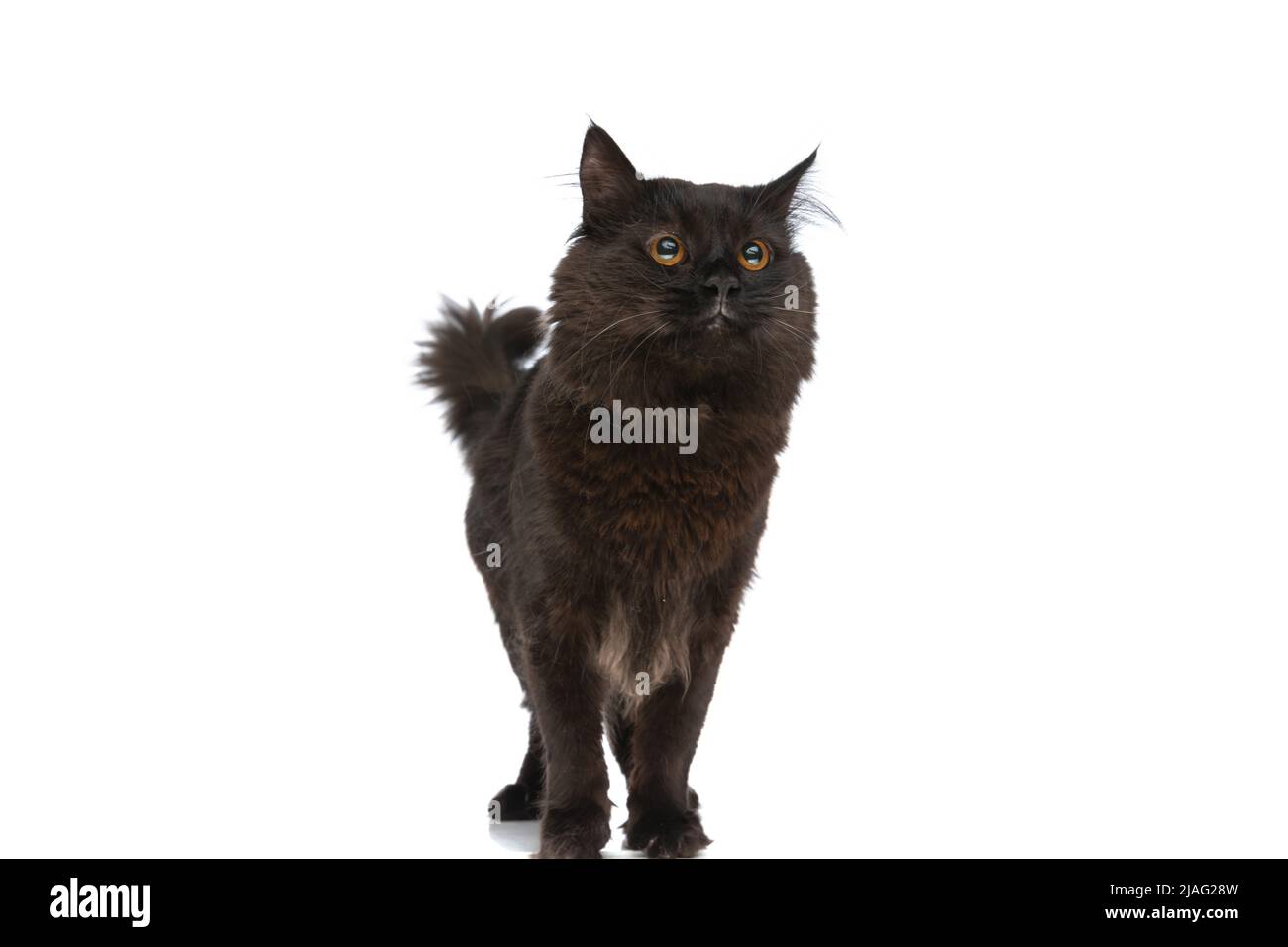 cute metis cat with black fur is looking away and standing against ...