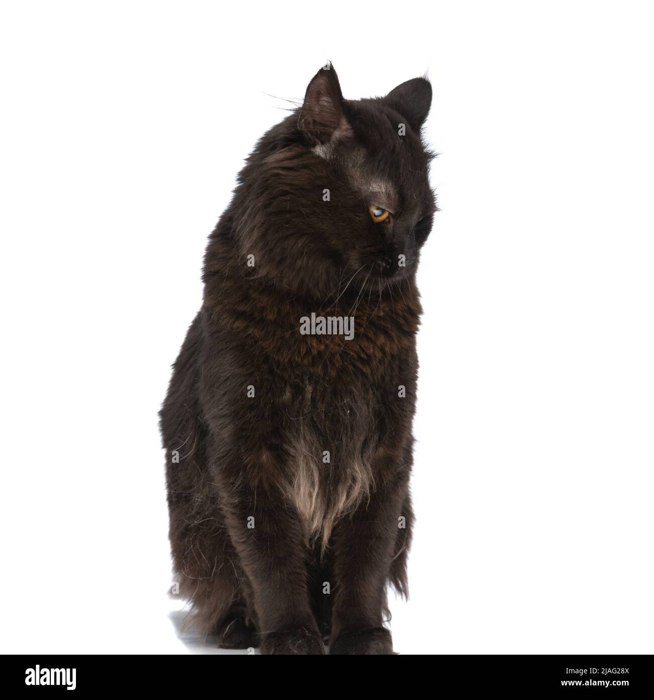 ruthless metis cat with black fur is preparing to attack and feeling ...