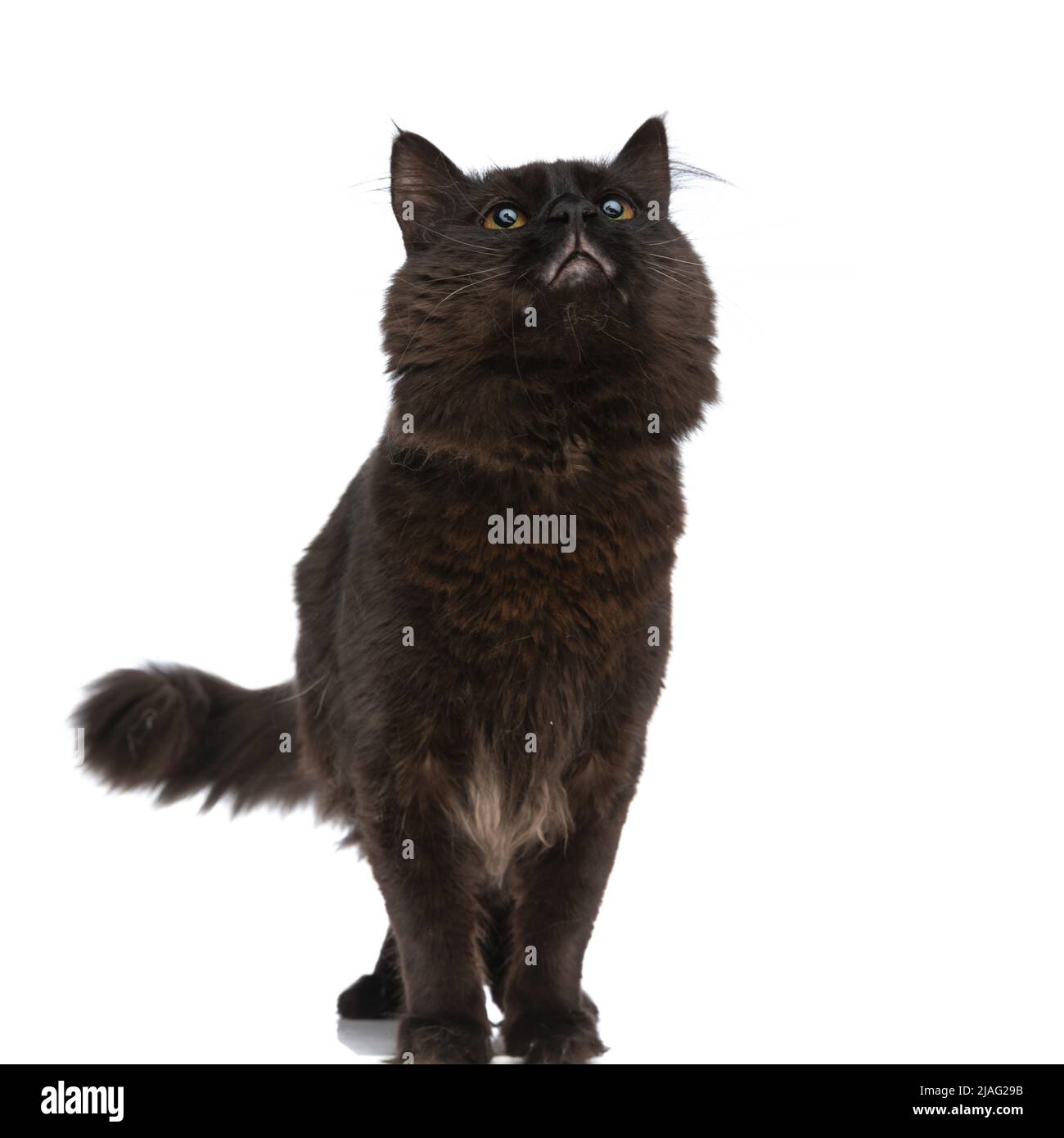 sweet metis cat with black fur is looking up with humble eyes and ...