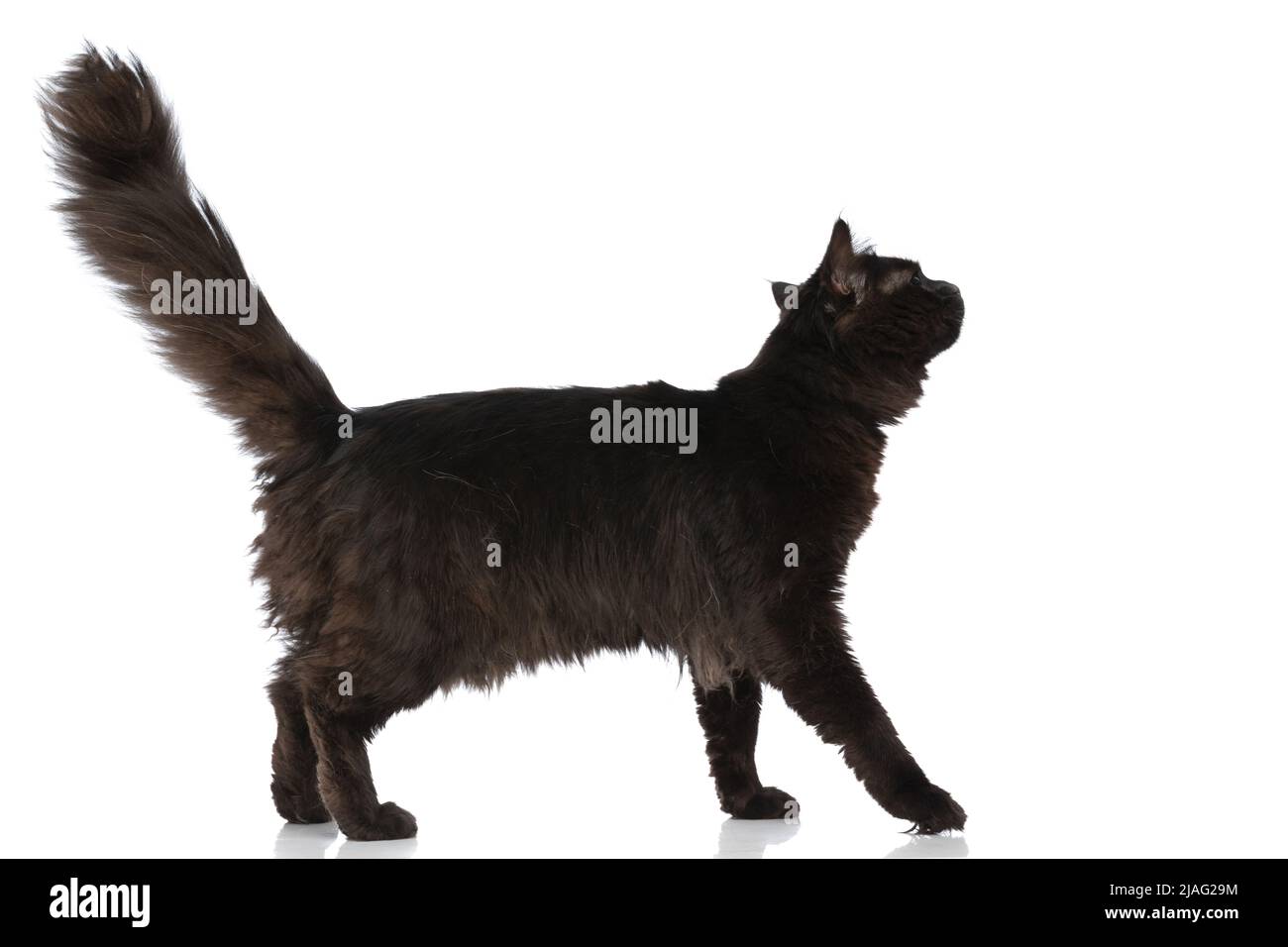 side view of a cute metis cat with black fur waiting in line with his ...