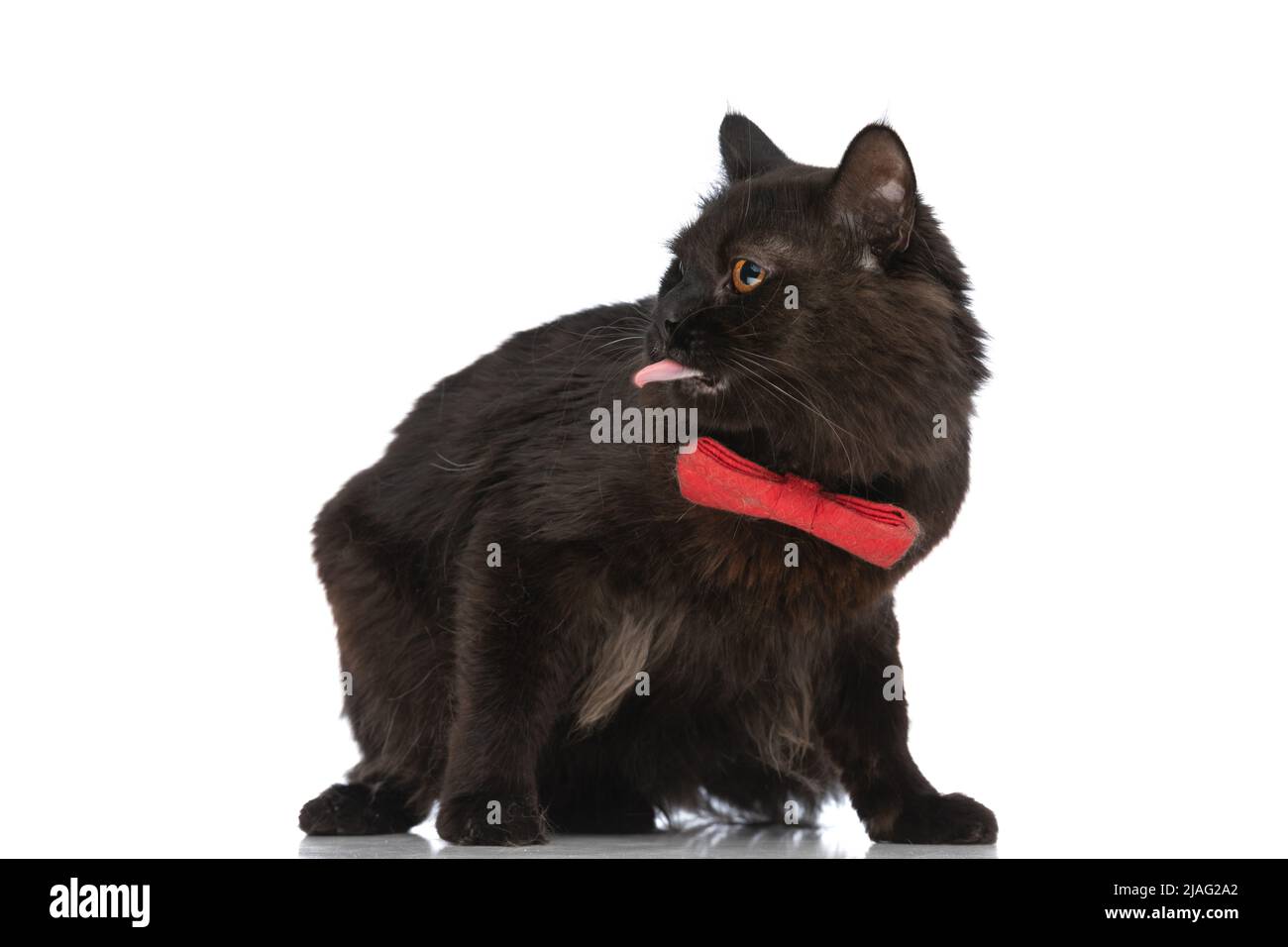 adorable metis cat with black fur is sticking her tongue out to the ...