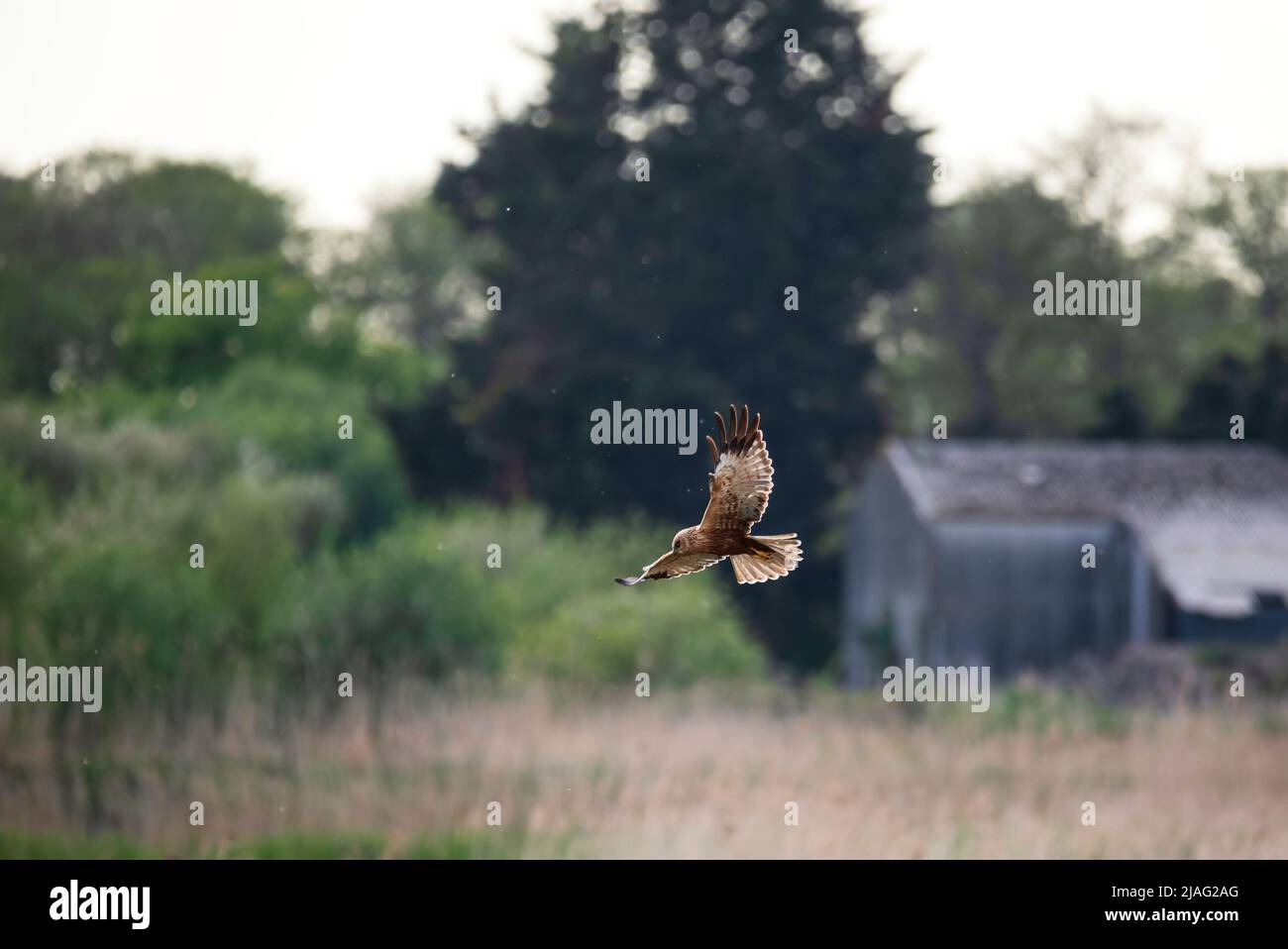 Beautiful image of Marsh Harrier Circus Aeruginosus raptor in flight ...