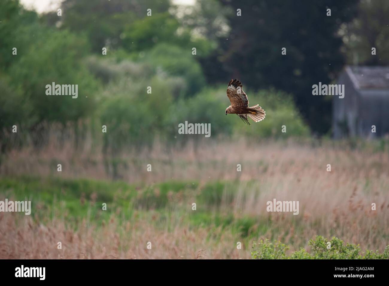 Beautiful image of Marsh Harrier Circus Aeruginosus raptor in flight ...