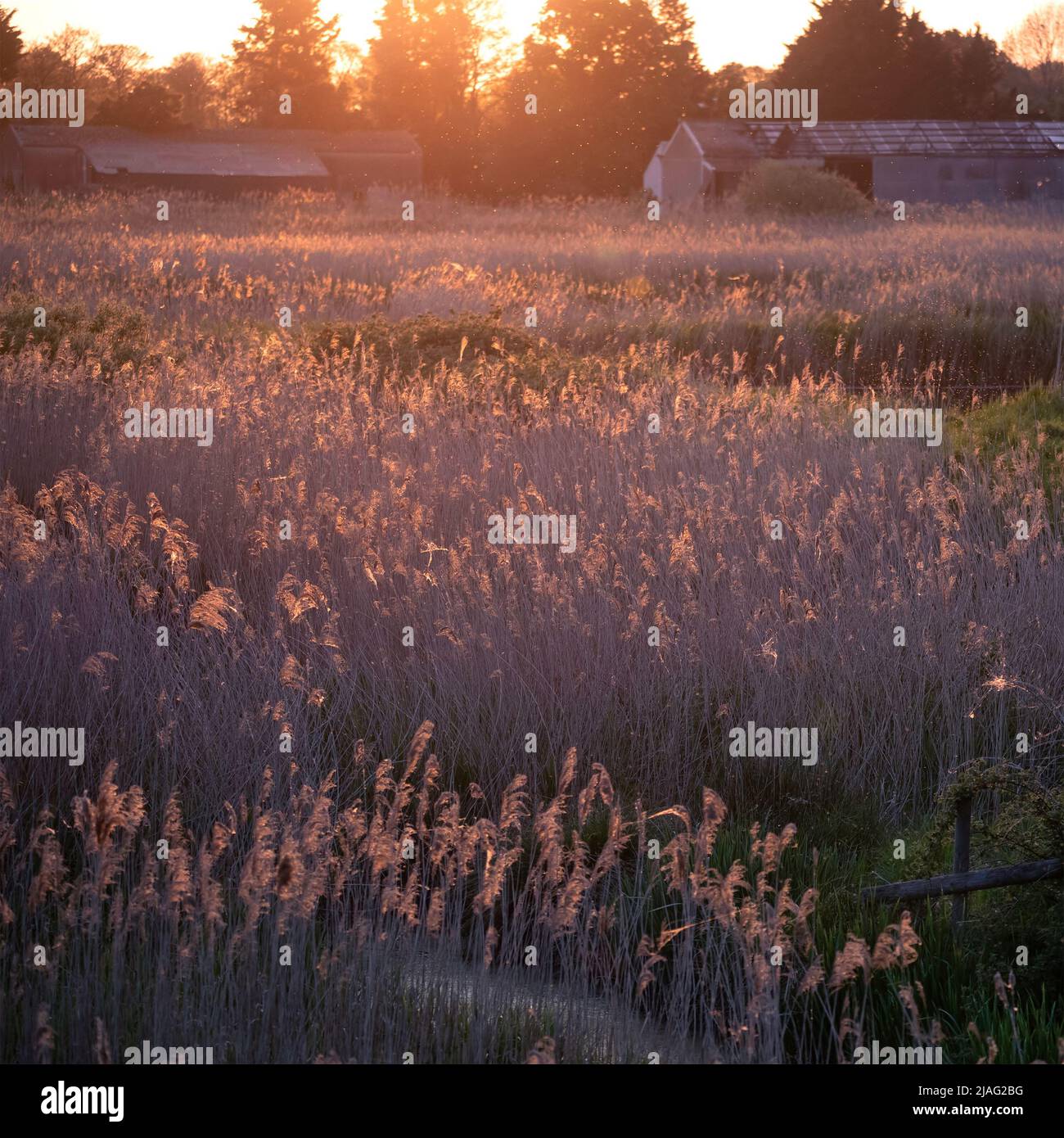 Beautiful Summer feel landscape of sunset over reed beds in Somerset ...