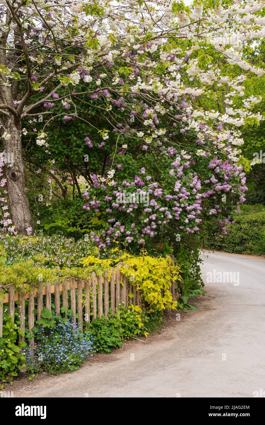 Beautiful landscape image of typical English country garden in Spring ...