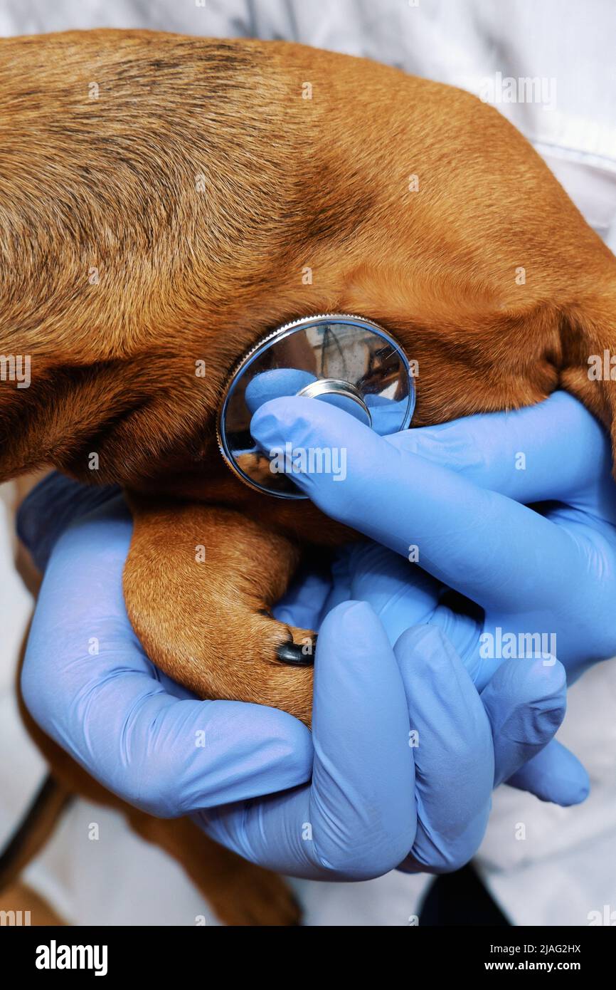 veterinarian examines the dog with a stethoscope Stock Photo - Alamy