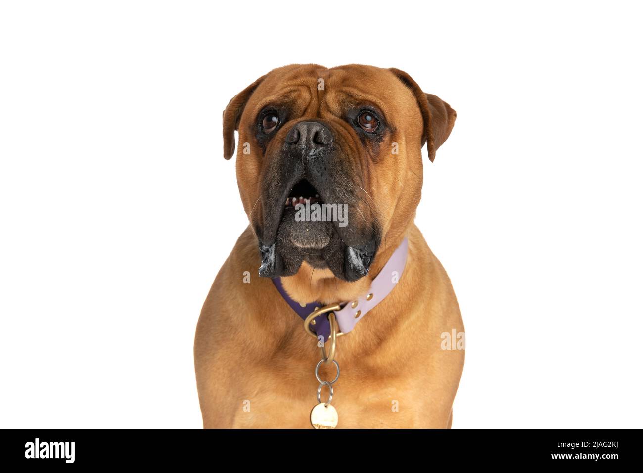 portrait of lovely bullmastiff dog with collar looking up and drooling ...