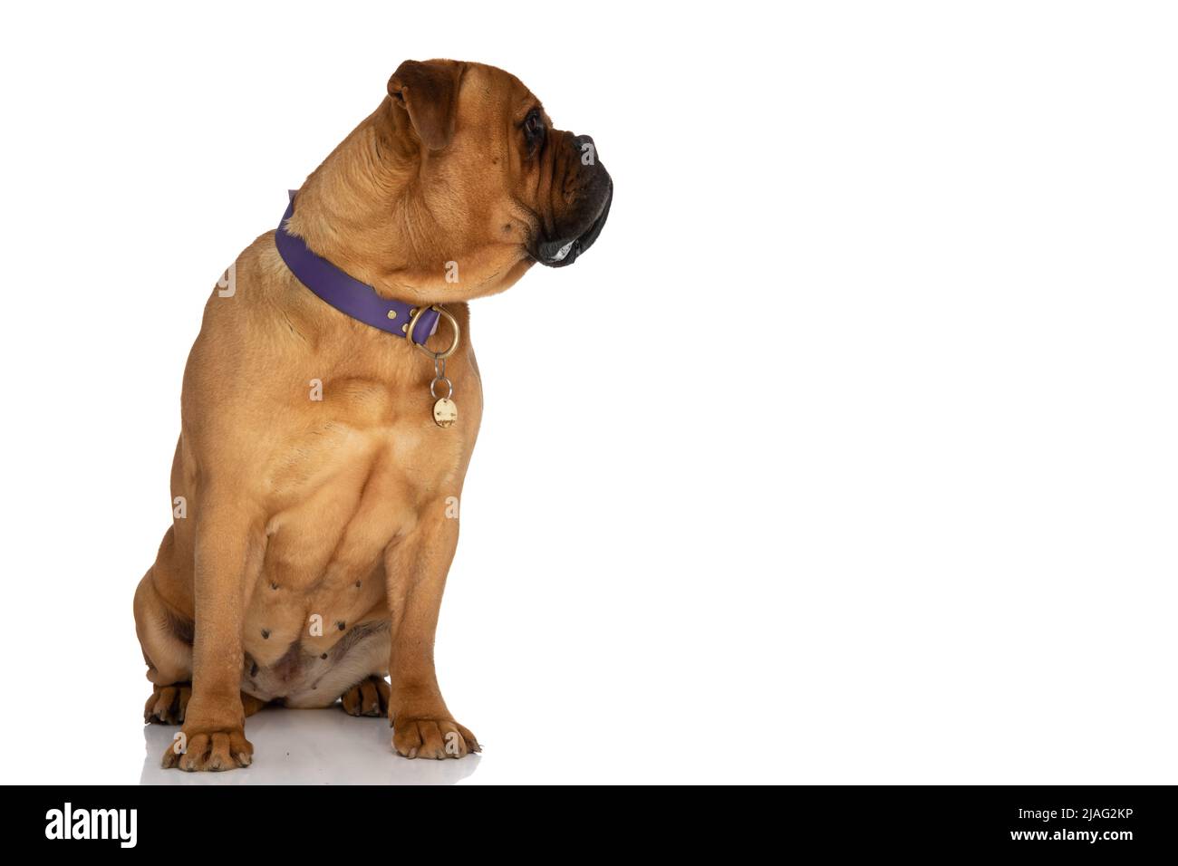 cute bullmastiff with drool muzzle and collar looking to side while ...