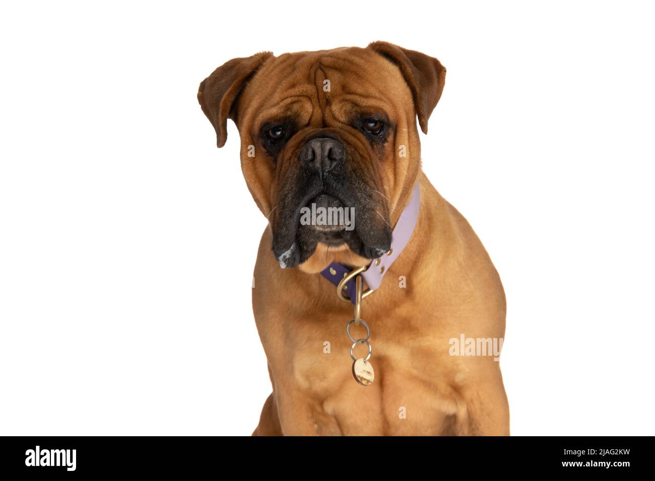 beautiful brown bullmastiff wearing collar, drooling and sitting on ...
