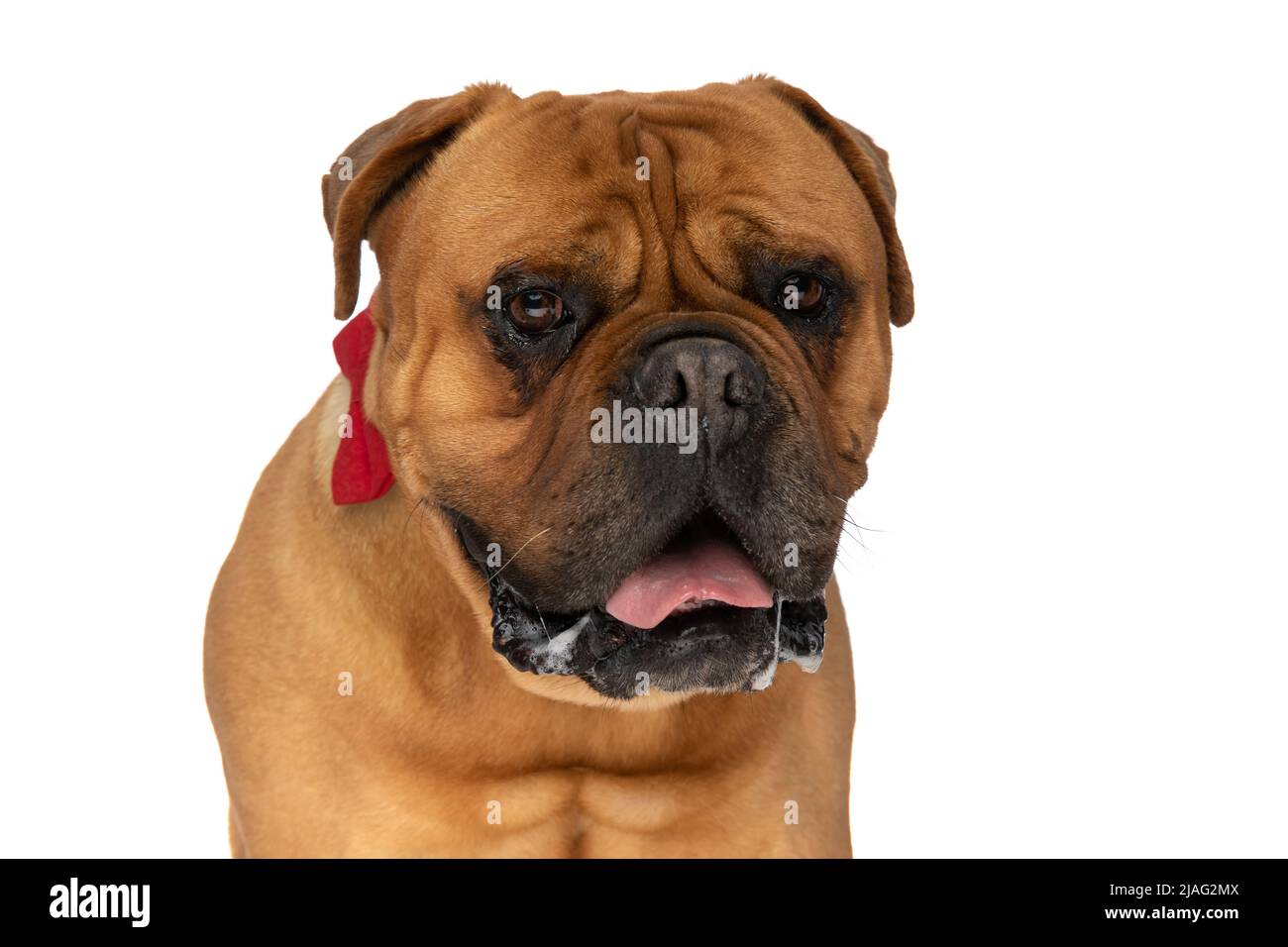 portrait of elegant bullmastiff dog with red bowtie panting and ...