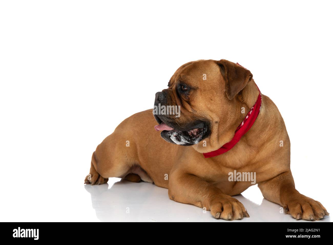 side view of cute bullmastiff dog with red bandana looking to side and ...