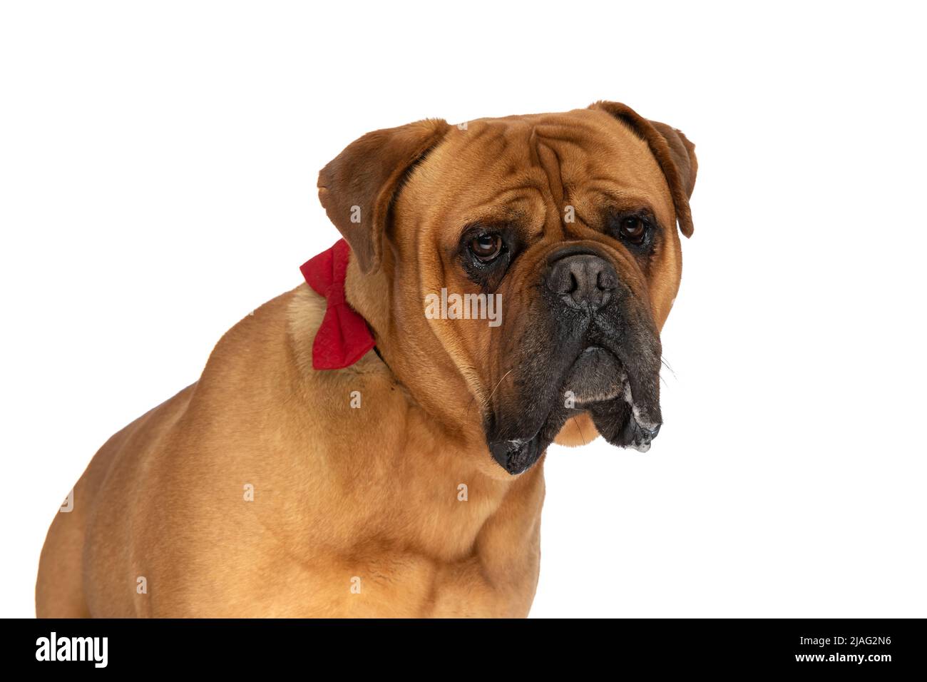 side view of lovely bullmastiff puppy with red bowtie drooling on white ...
