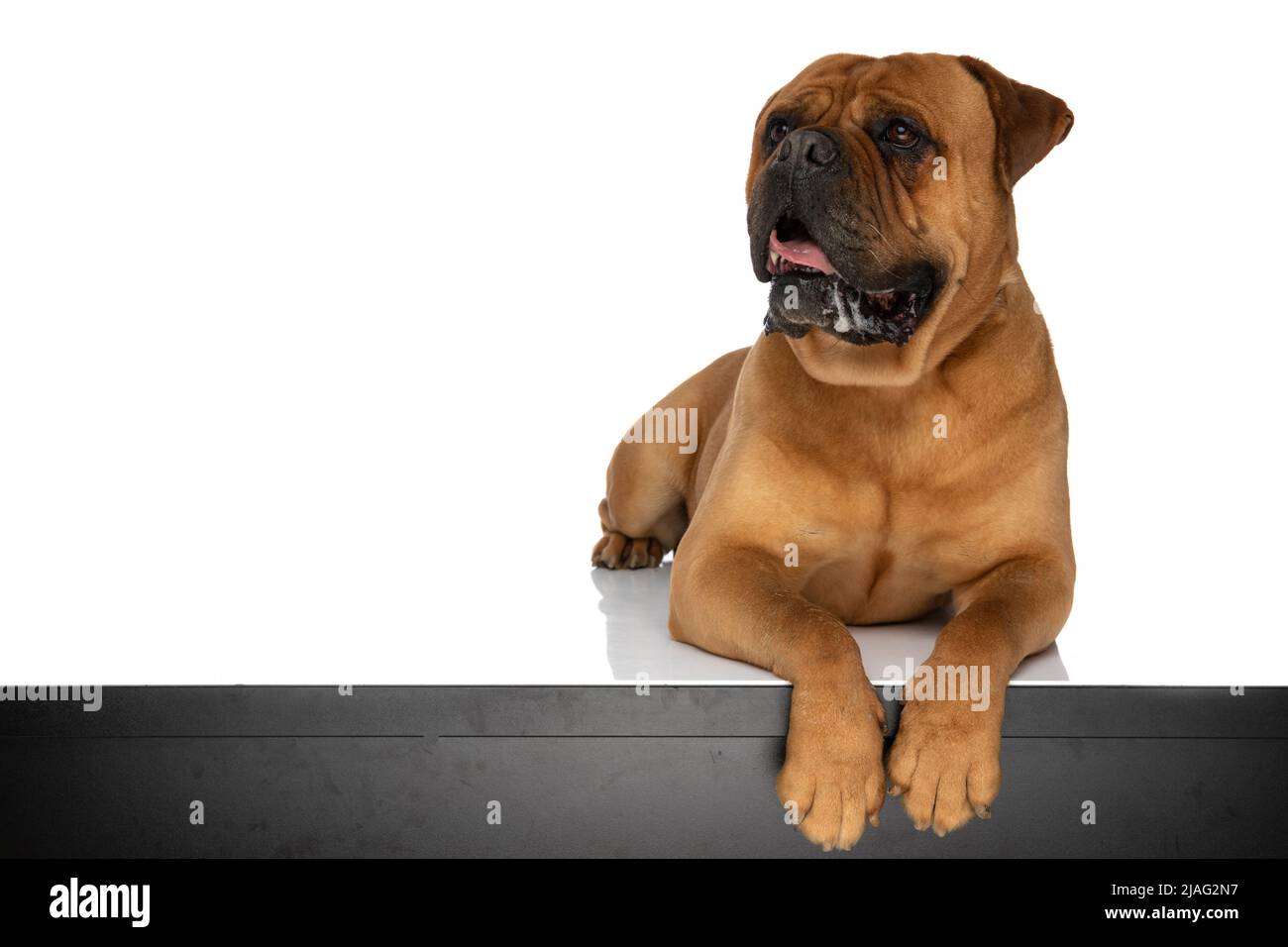 curious bullmastiff dog with paws on table looking up, drooling and ...