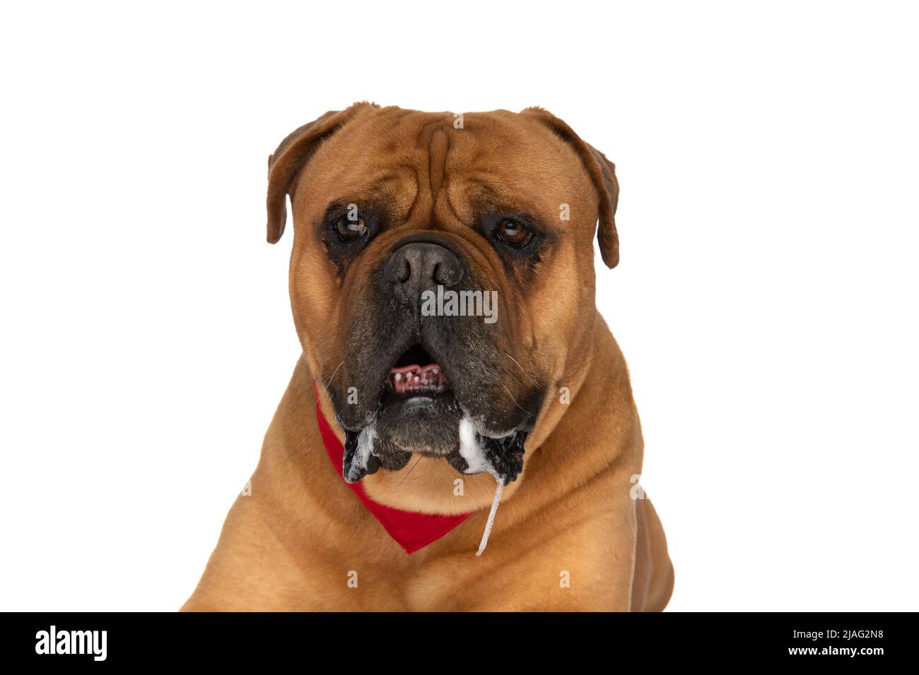precious bullmastiff puppy with red bandana around neck looking away ...